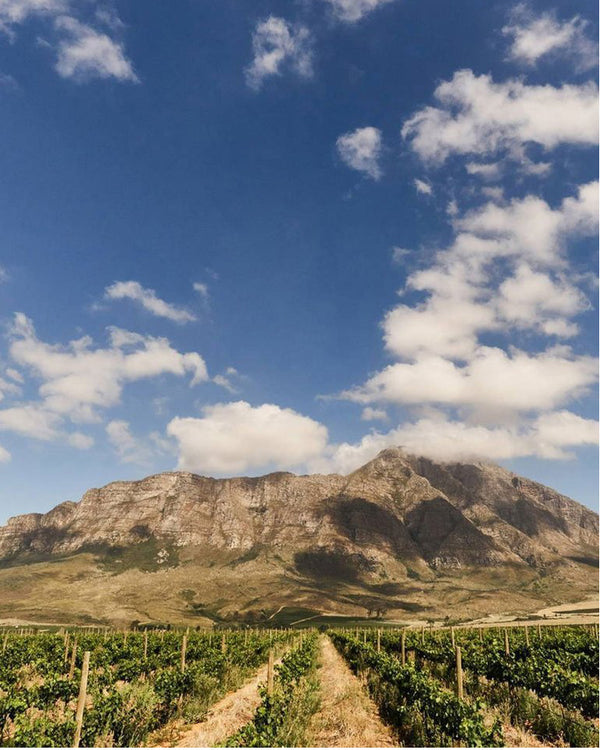 CELEBRATING THE 2019 VINTAGE - Krone Cap Classique