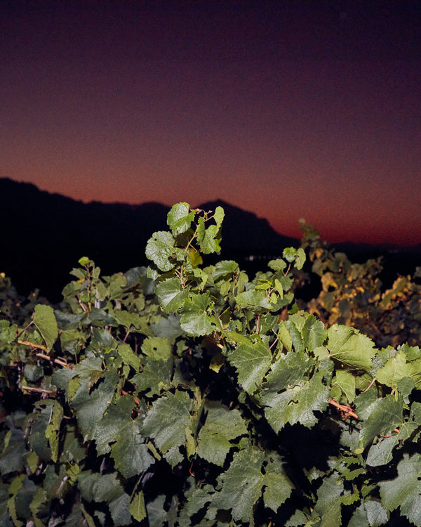 WHAT TO EXPECT FROM KRONE’S CAP CLASSIQUE 2025 HARVEST - Krone Cap ...